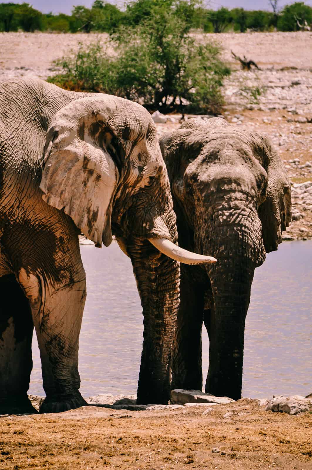 Why you must visit Etosha National Park in Namibia | tobinka