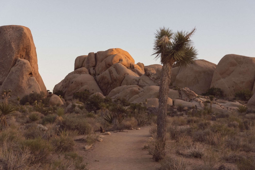 Split Rock Loop Trail & Face Rock Spur (Joshua Tree) | tobinka